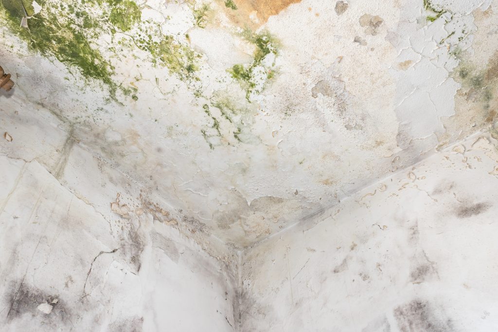 The Dangers of Mold in Your Basement: Health and Home Risks - Permadry ...