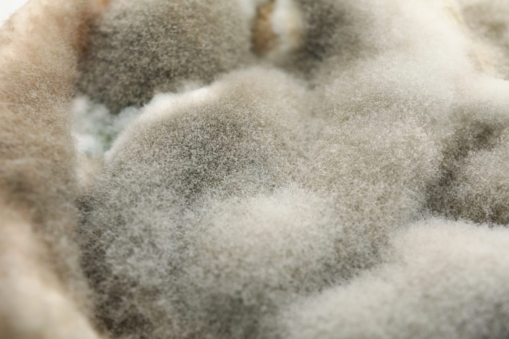 Basement Mold Removal: DIY vs. Professional Solutions - Permadry ...